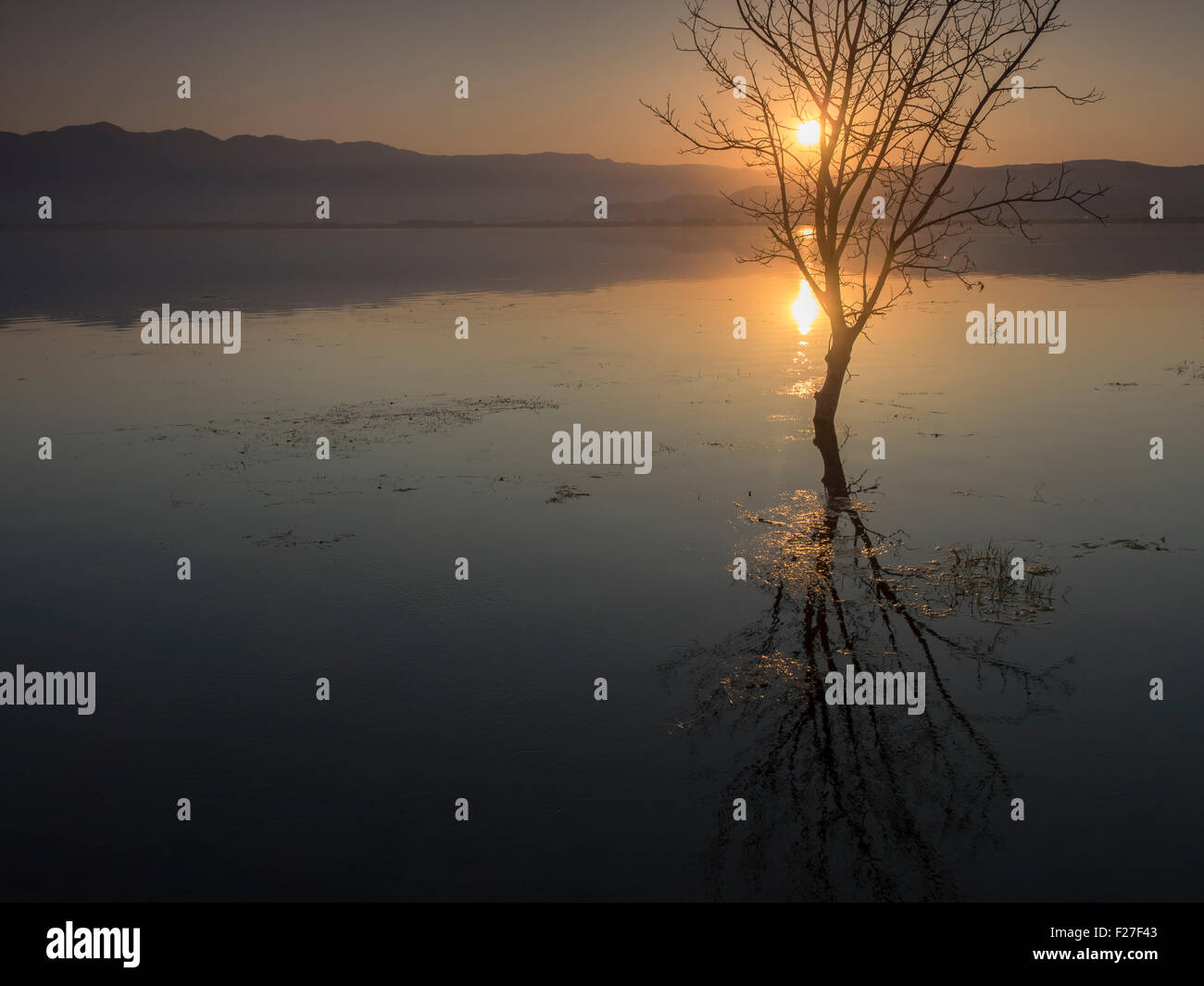 Lonely orange tree hi-res stock photography and images - Alamy