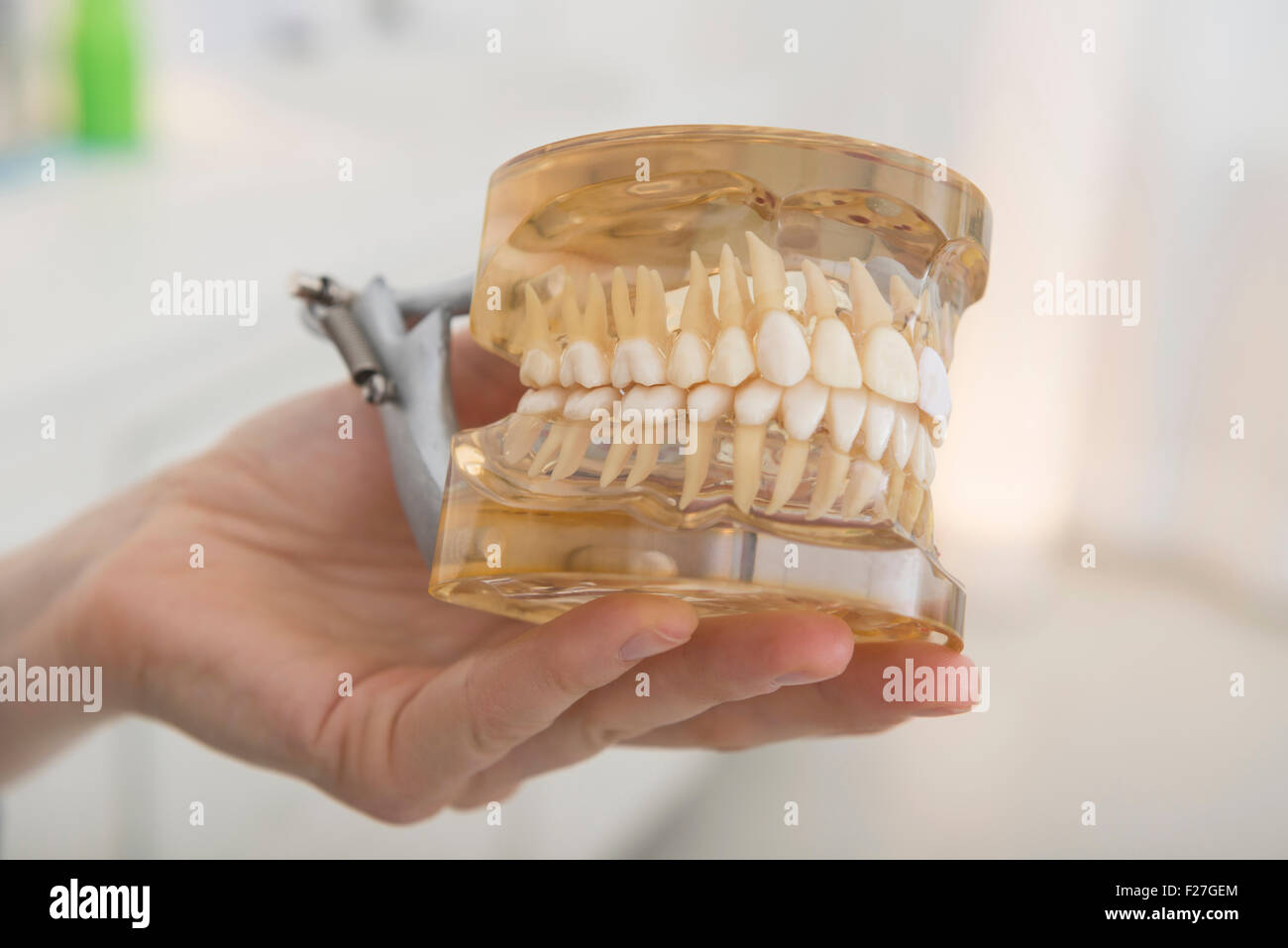 Dentist hand showing a model of teeth, Munich, Bavaria, Germany Stock ...
