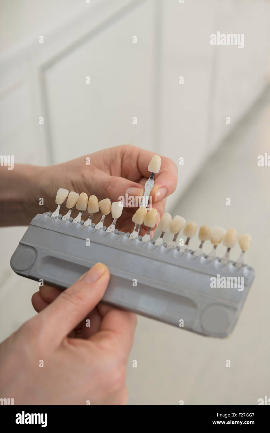 Dentist hand showing a model of teeth, Munich, Bavaria, Germany Stock ...
