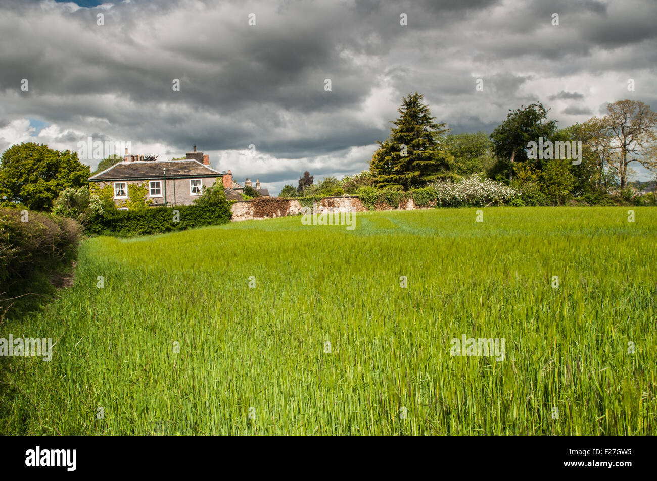 Wheat fields and farm in Yorkshire England crops growing feeding the ...