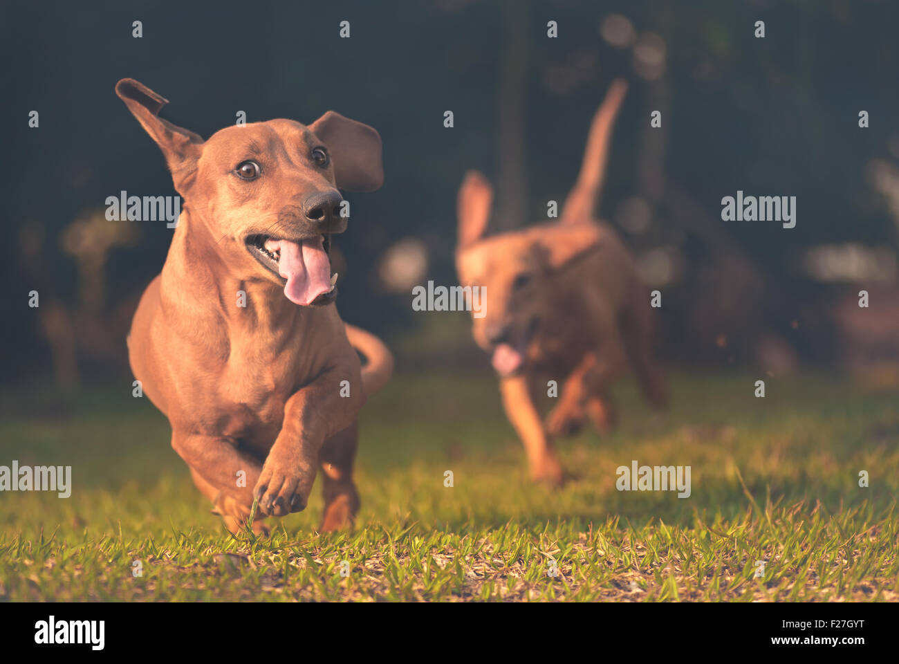 Joy dog hi-res stock photography and images - Alamy