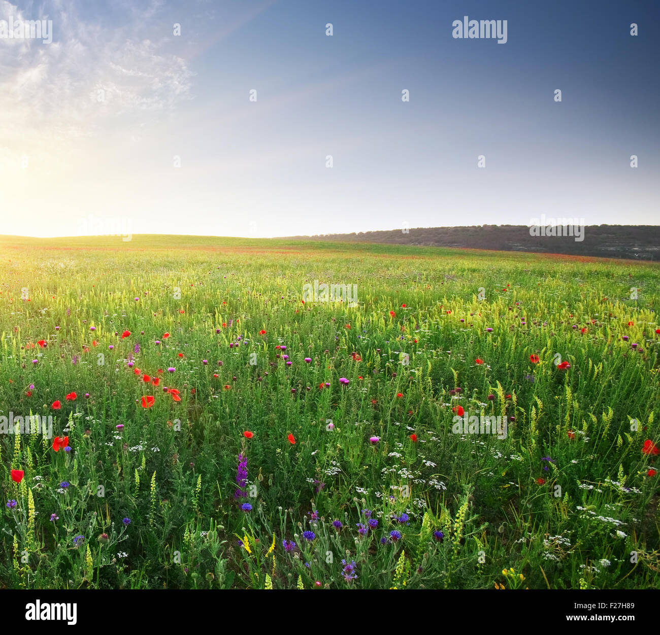 Spring meadow. Composition of nature Stock Photo - Alamy