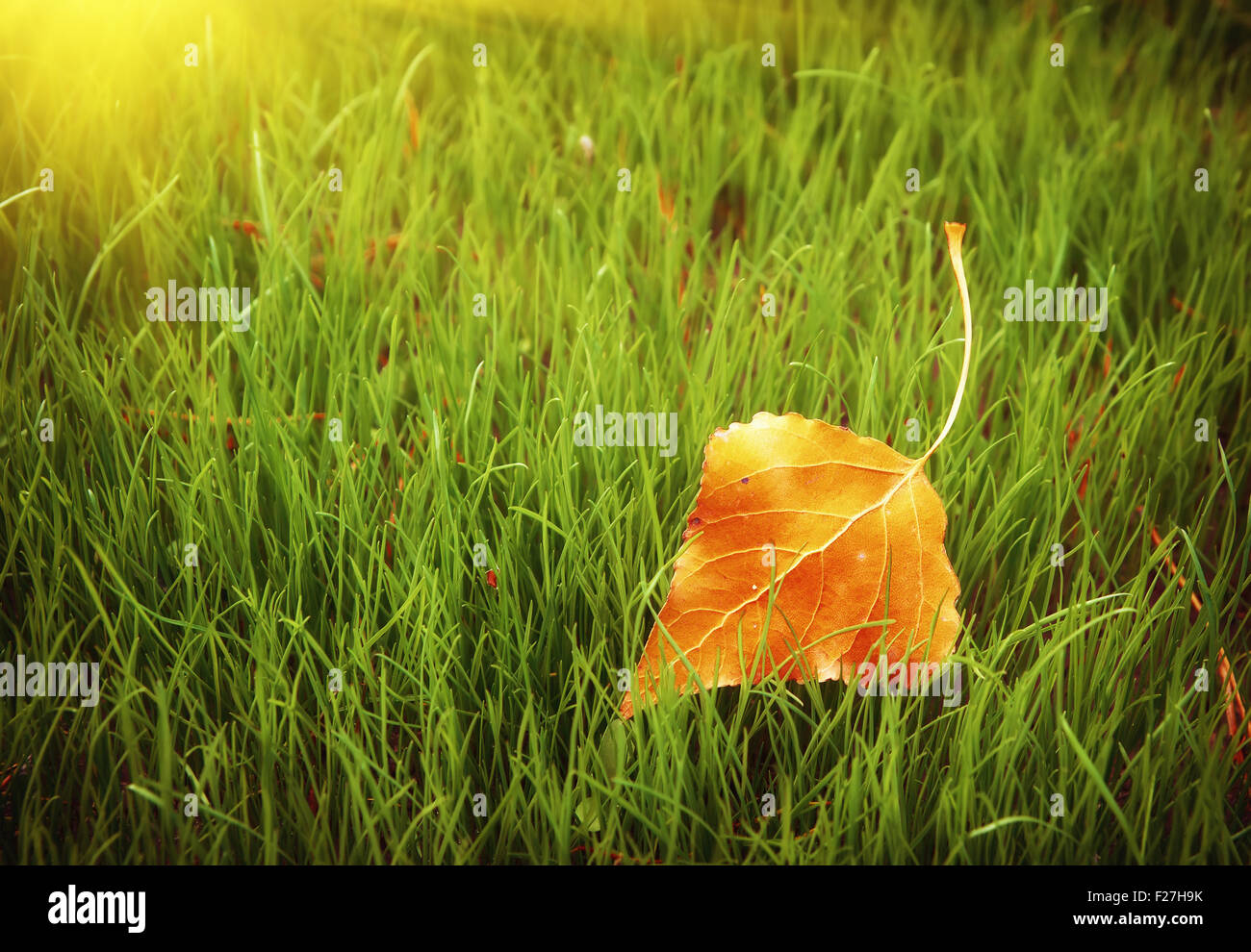 First autumn leaf. Nature composition Stock Photo - Alamy