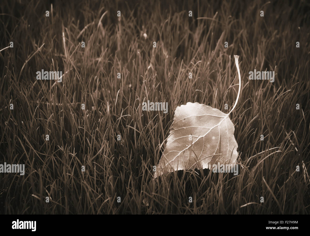 First autumn leaf. Nature composition Stock Photo - Alamy