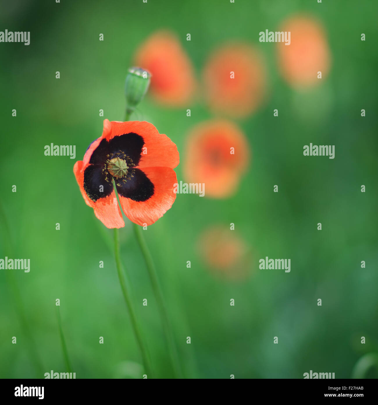 Spring young poppy. Nature composition Stock Photo - Alamy