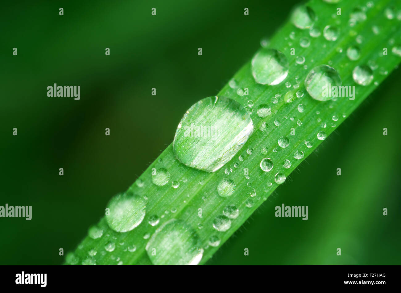 Macro of raindrop. Composition of nature Stock Photo - Alamy