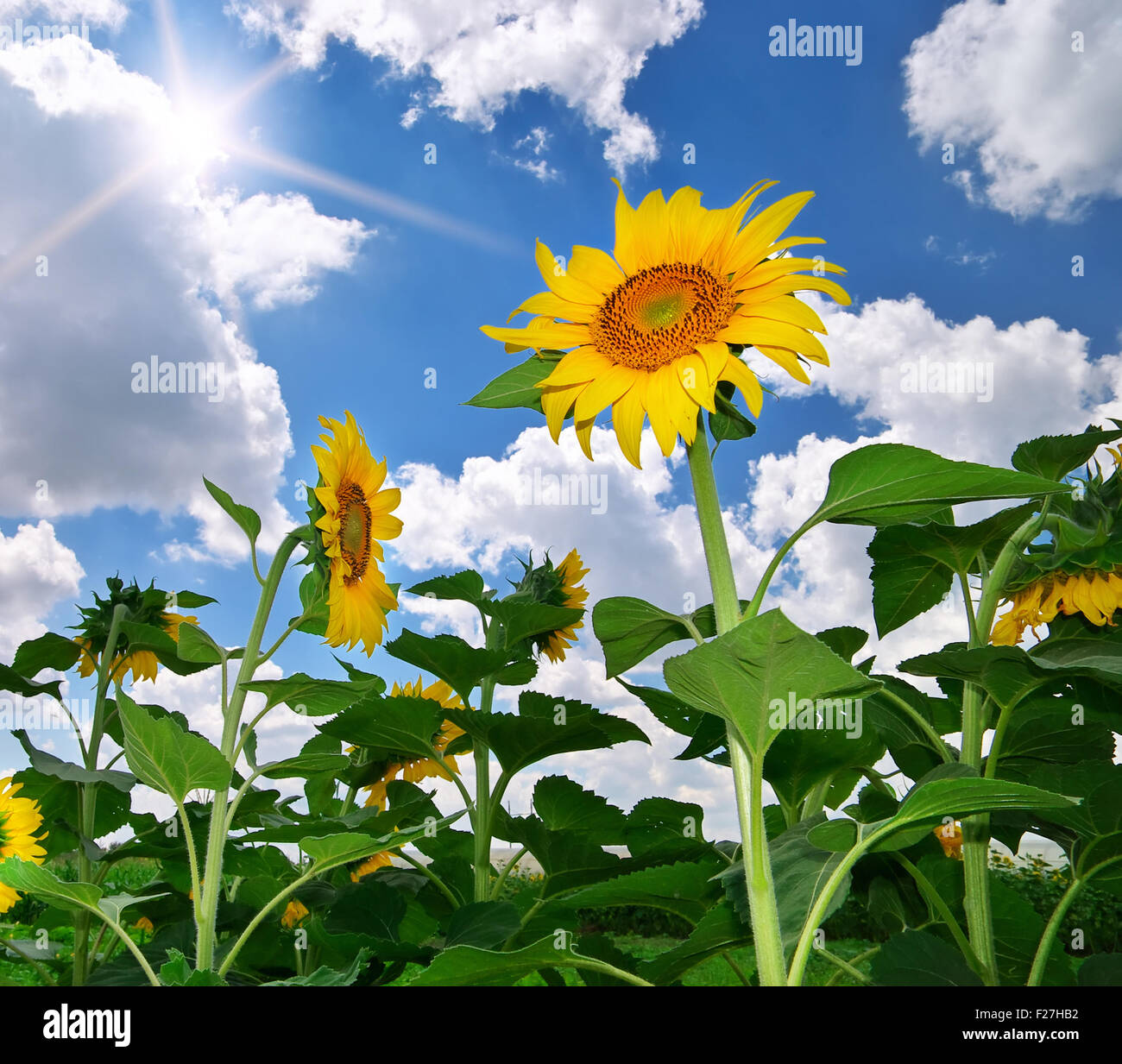 Big meadow of sunflowers. Design of nature Stock Photo - Alamy