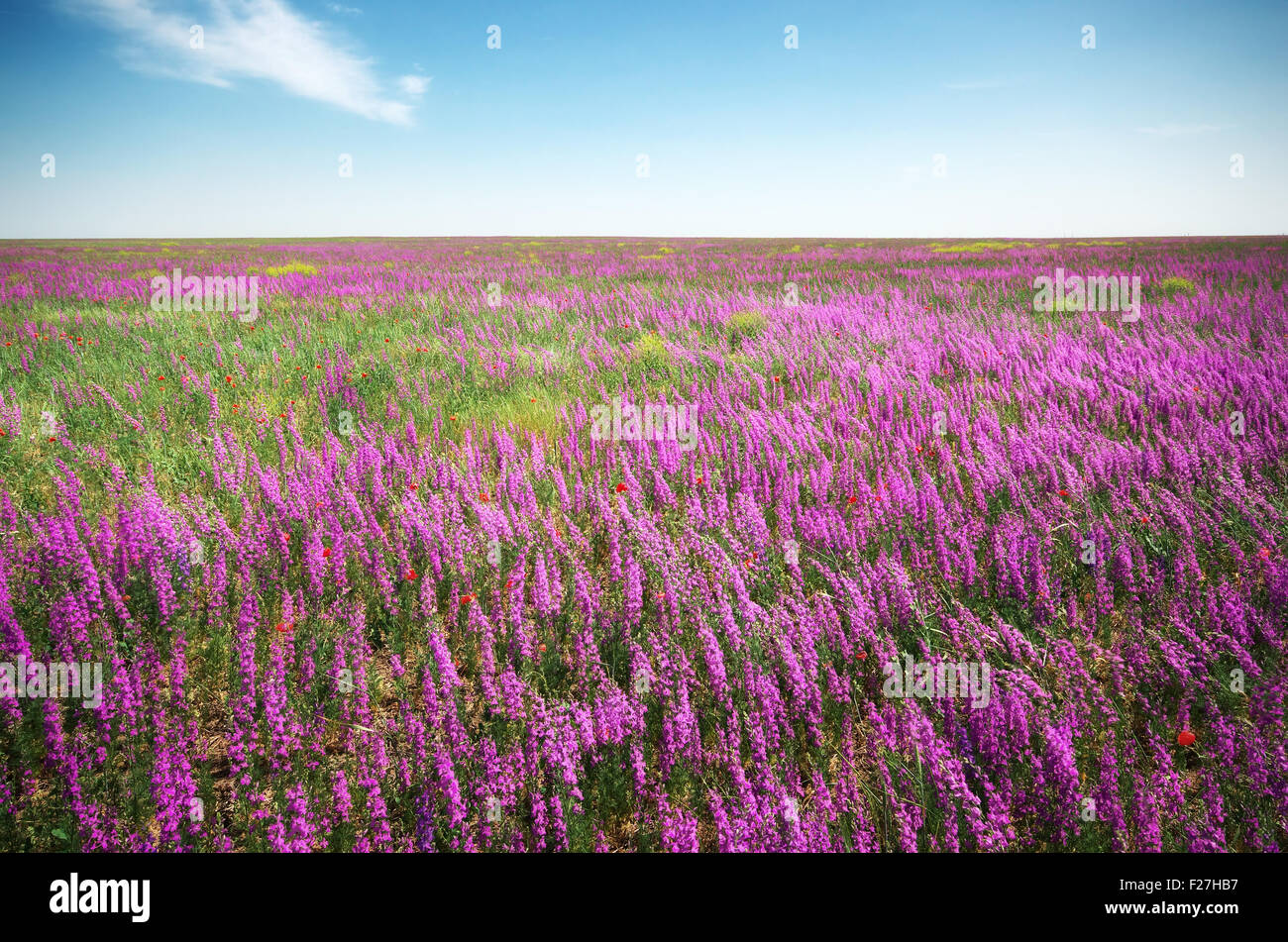 Violet meadow wildflower macro hi-res stock photography and images - Alamy
