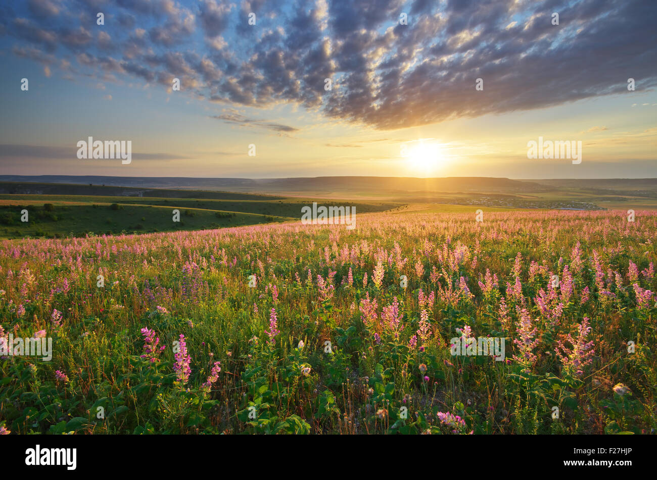 Spring meadow of flowers. Composition of nature Stock Photo - Alamy