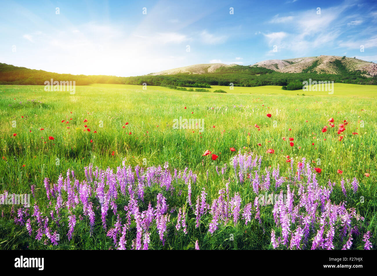 Spring meadow in meadow. Beautiful landscapes Stock Photo - Alamy