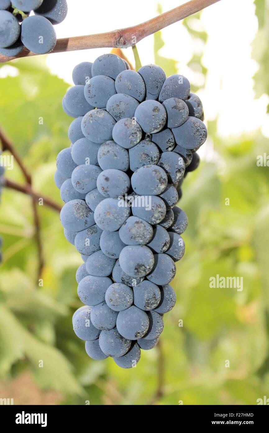 red grapes in a vineyard Stock Photo - Alamy