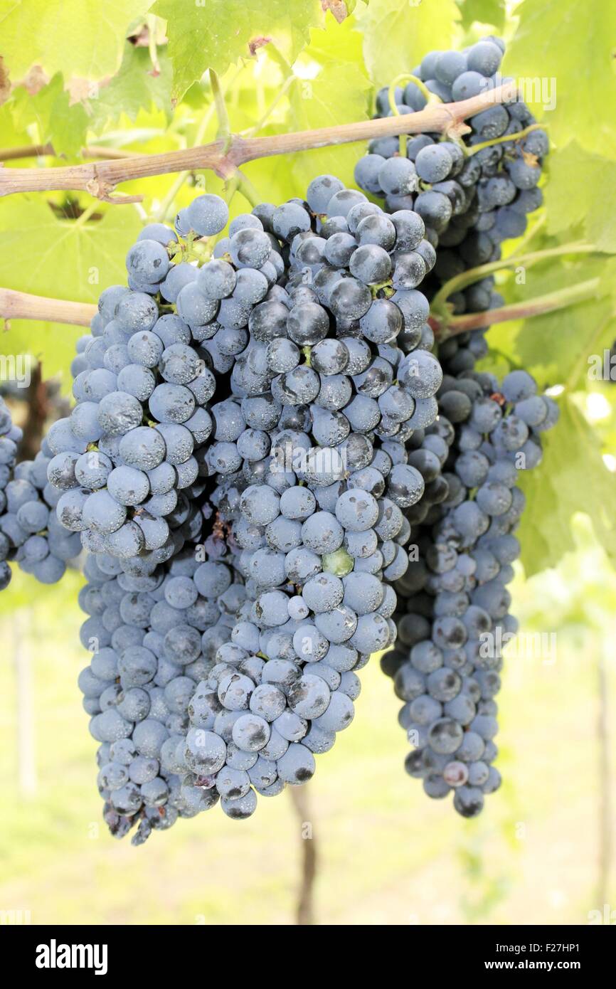red grapes in a vineyard Stock Photo - Alamy