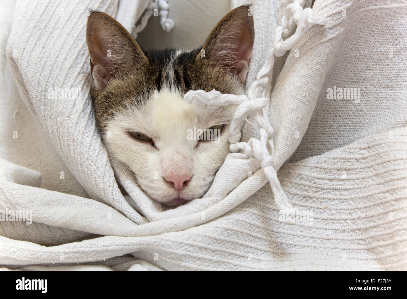 Cat sticking out from under the cover Stock Photo - Alamy