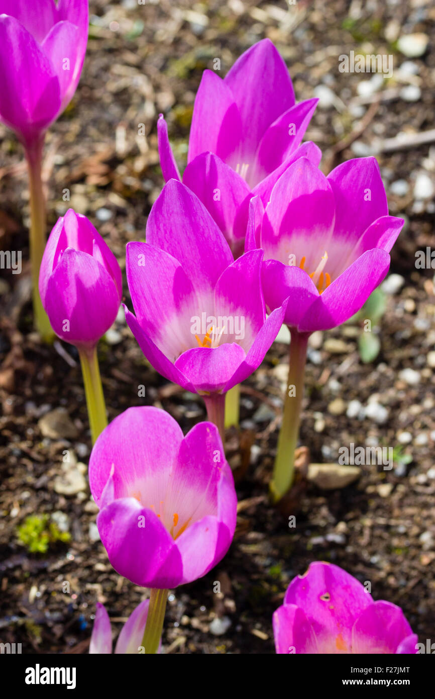 Rich pink flowers of the autumn flowering meadow saffron, Colchicum ...
