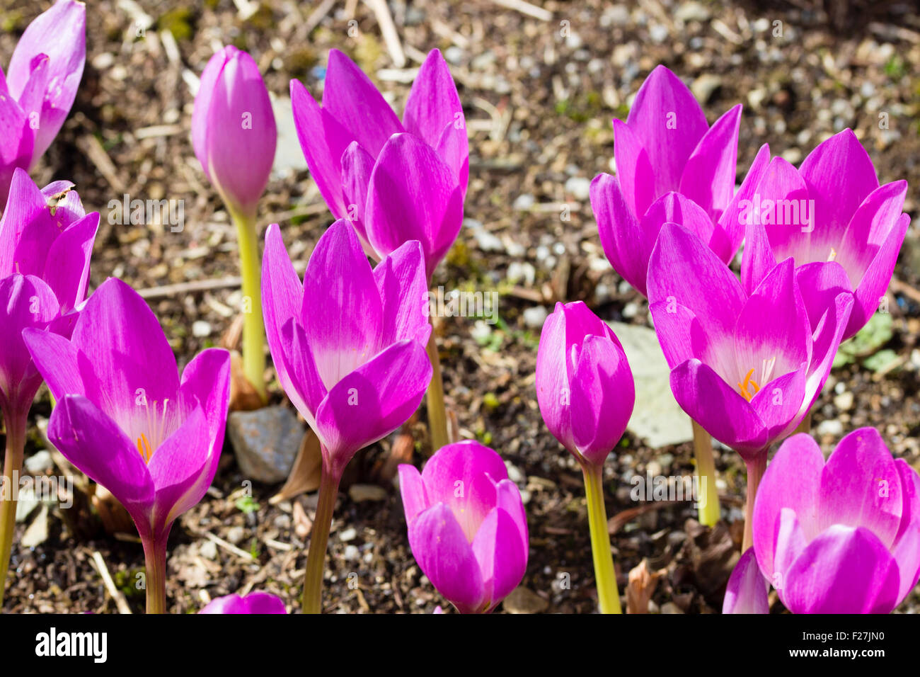 Rich pink flowers of the autumn flowering meadow saffron, Colchicum ...