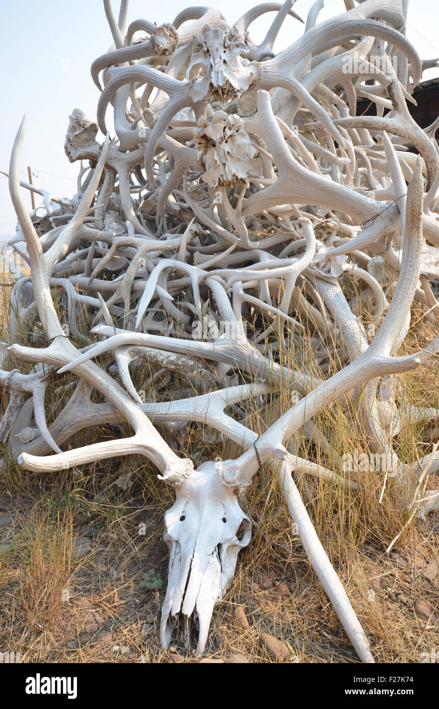 Deer antler pile hi-res stock photography and images - Alamy