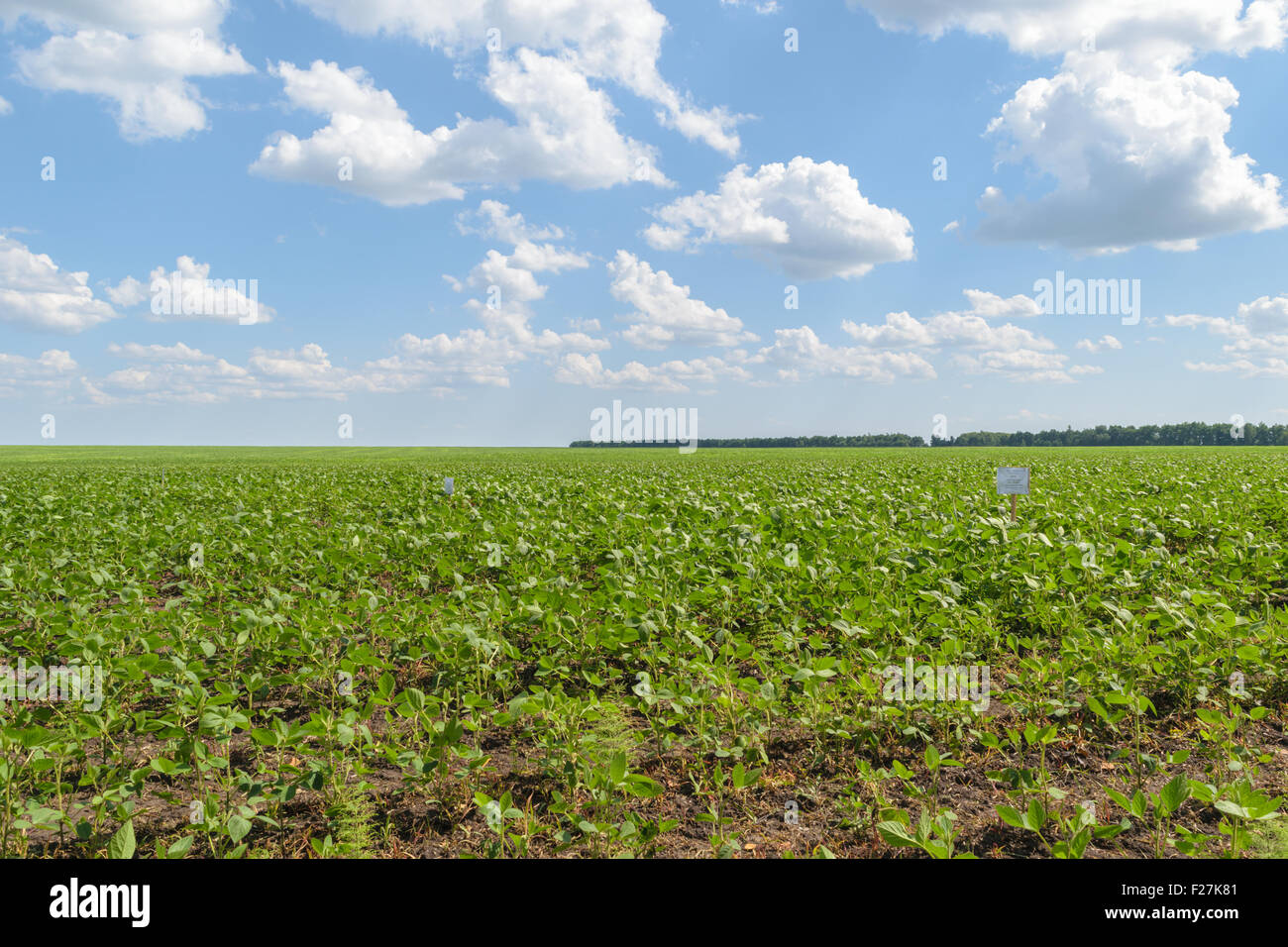 Endless green field with soybean harvest on a summer day under a blue ...