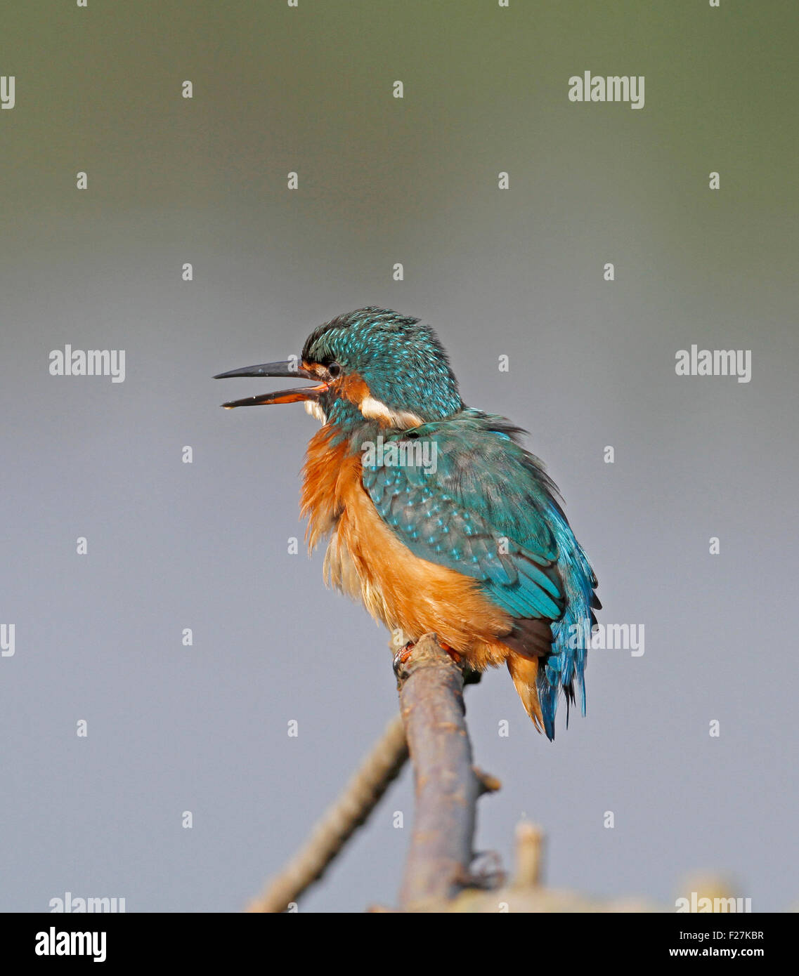 Kingfisher (Alcedo atthis Stock Photo - Alamy