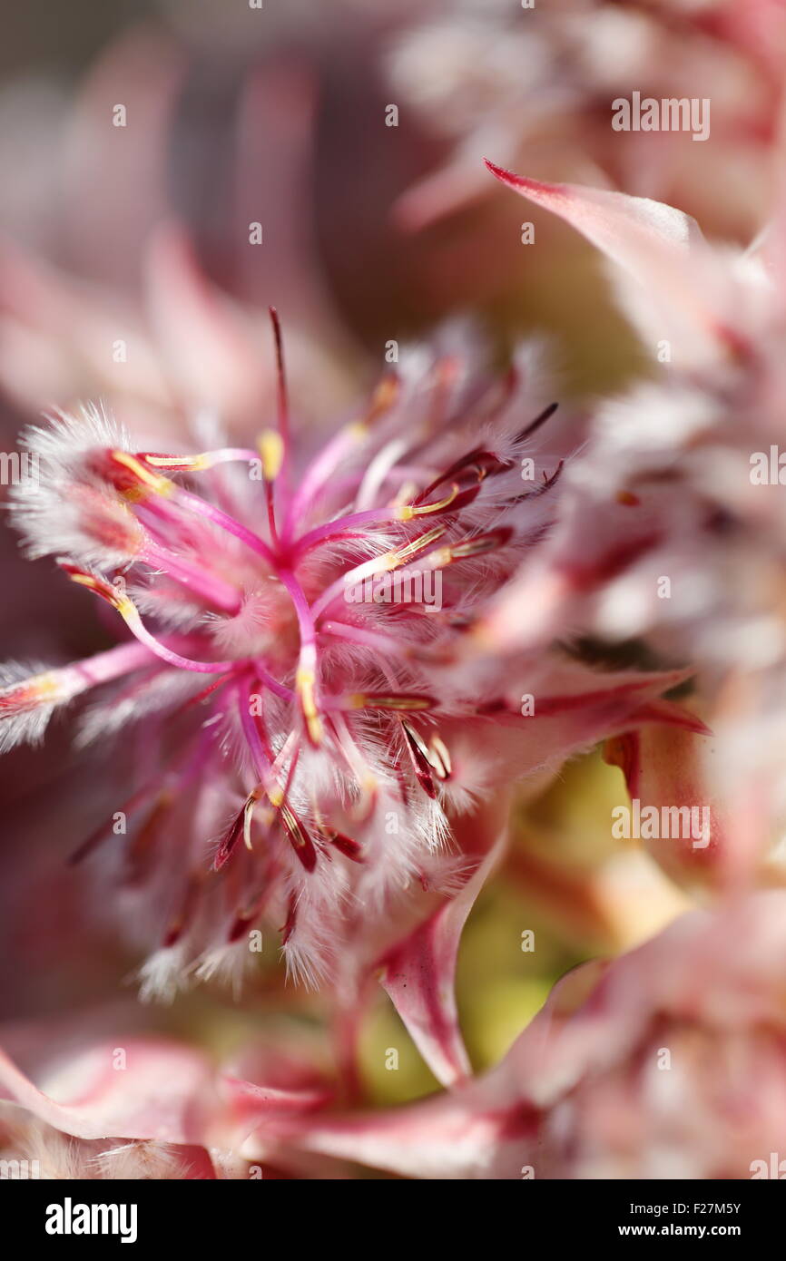 Fynbos flowers in Spring 2015 (Southern Hemisphere Stock Photo - Alamy