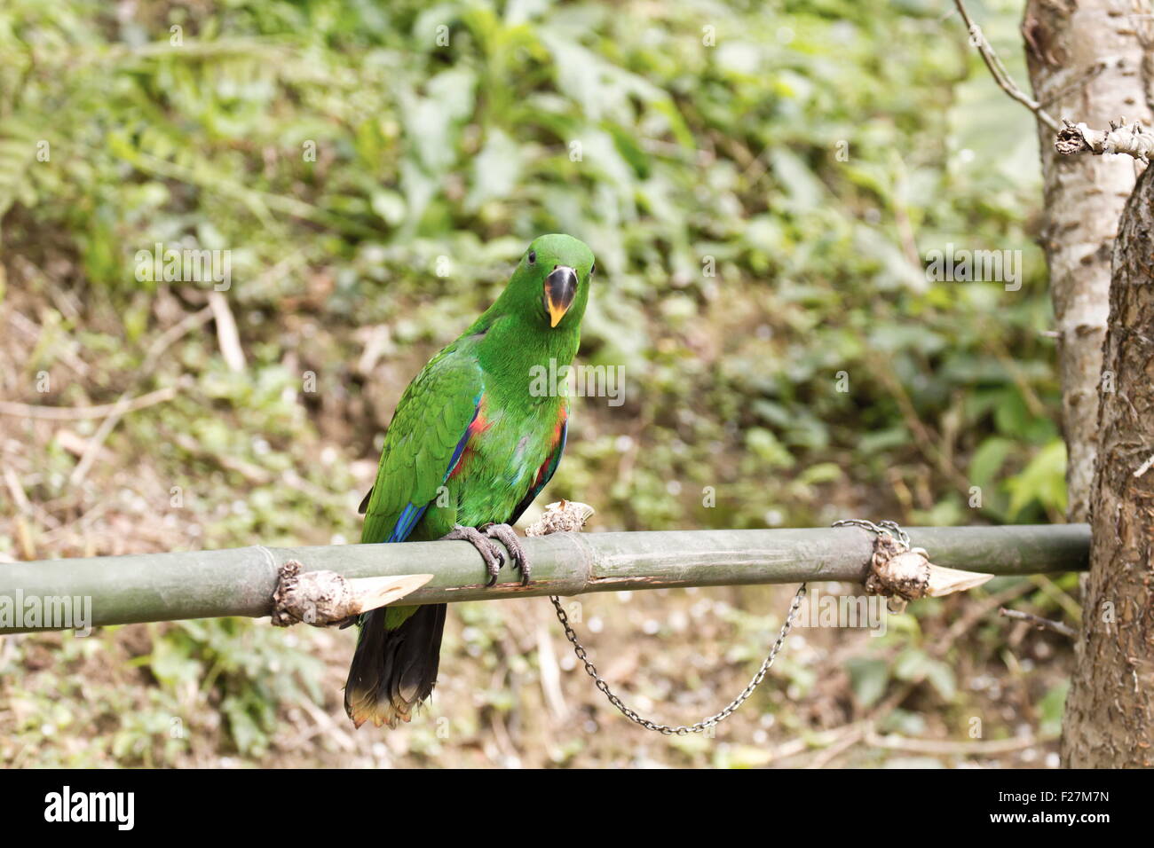 Psittaciformes hi-res stock photography and images - Alamy