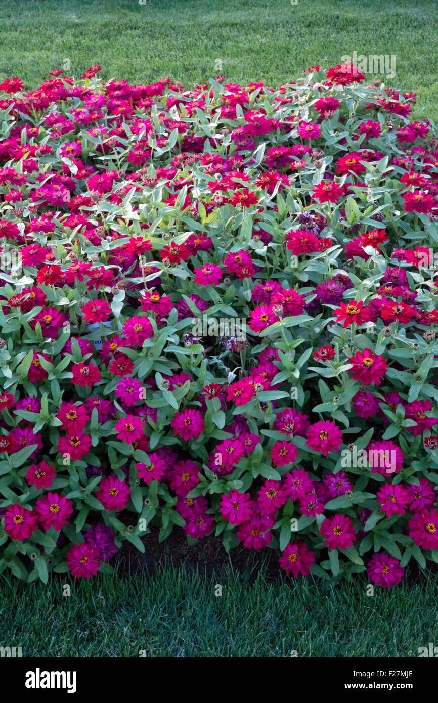 Profusion zinnia hi-res stock photography and images - Alamy