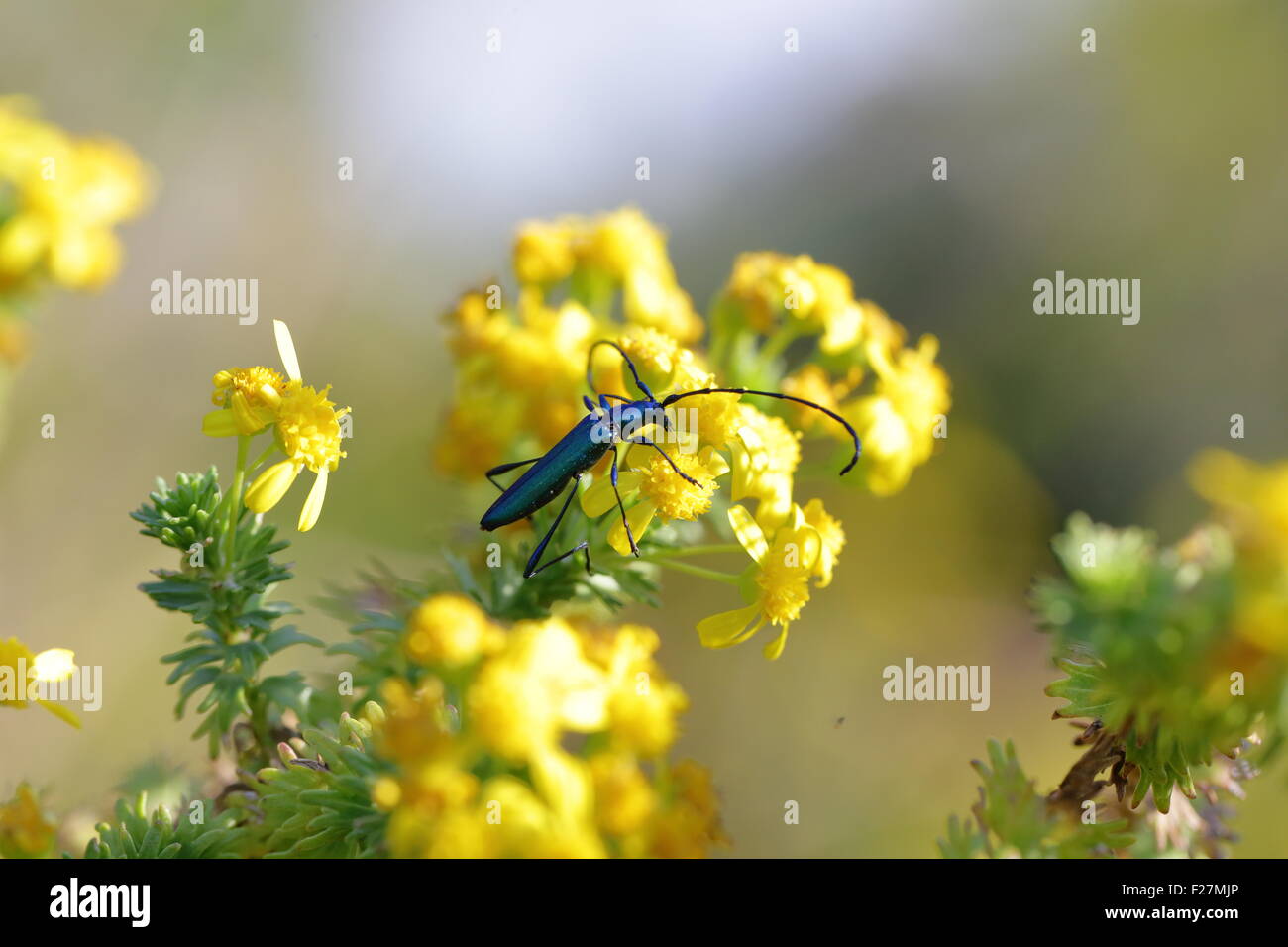 Metallic blue insect on fynbos flowers in Spring 2015 (Southern ...