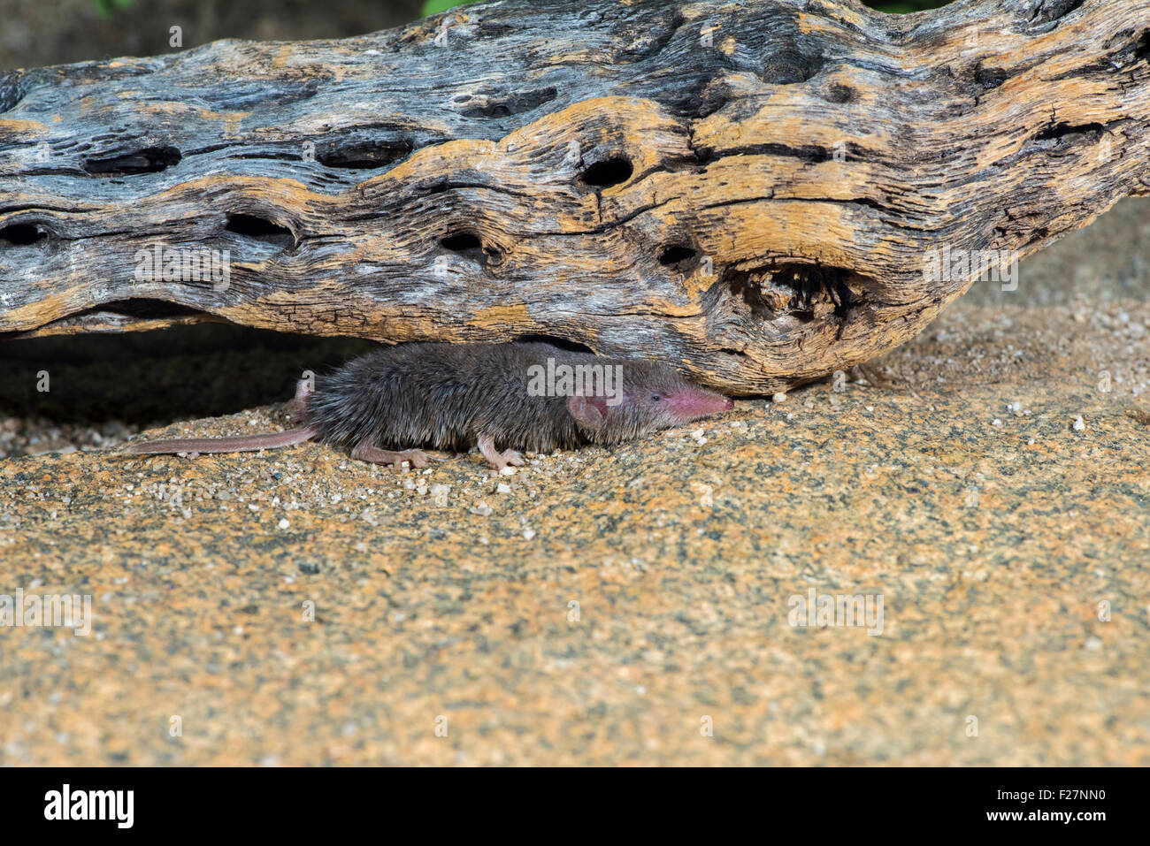 Notiosorex crawfordi hi-res stock photography and images - Alamy