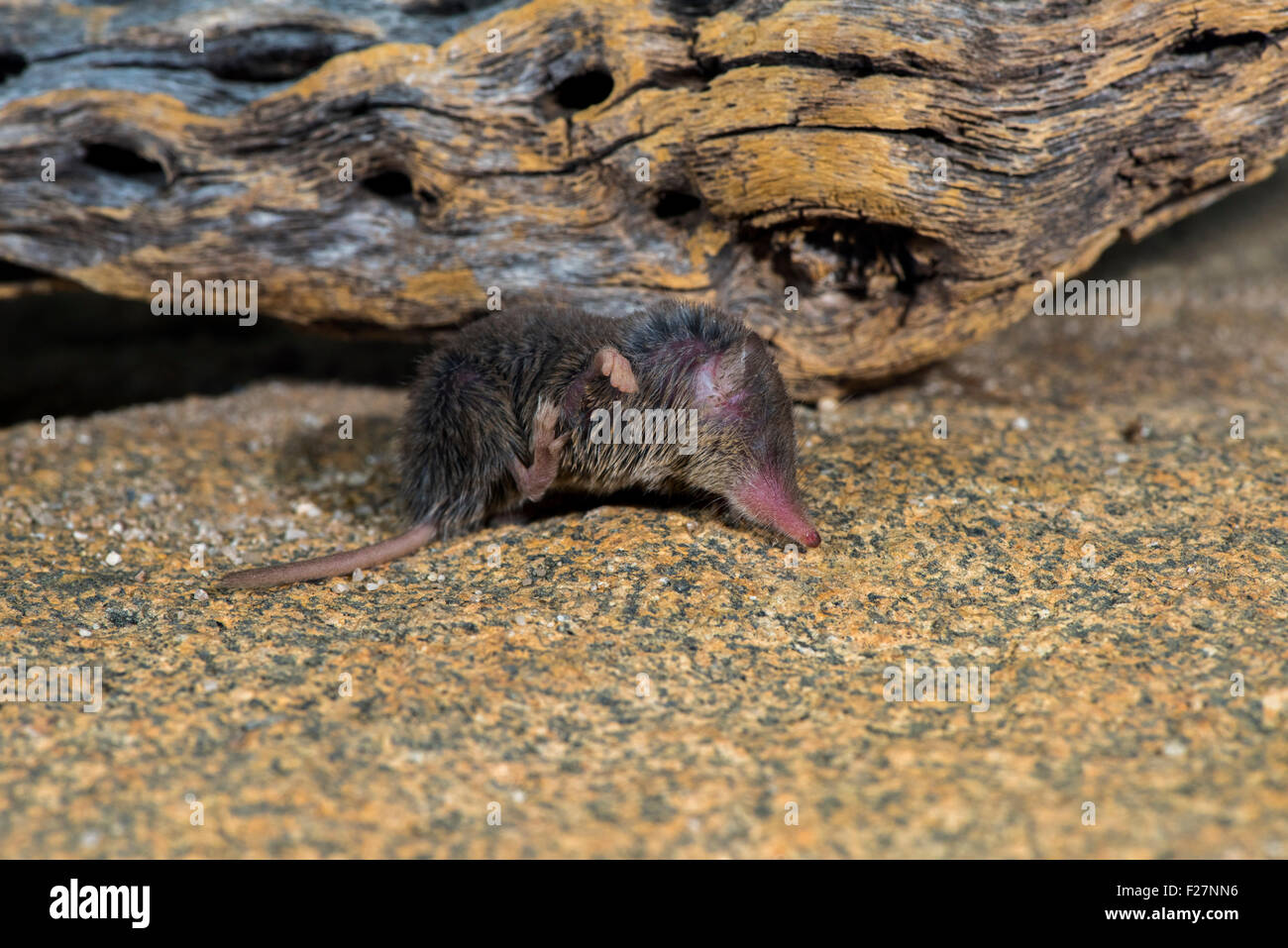 Notiosorex crawfordi hi-res stock photography and images - Alamy