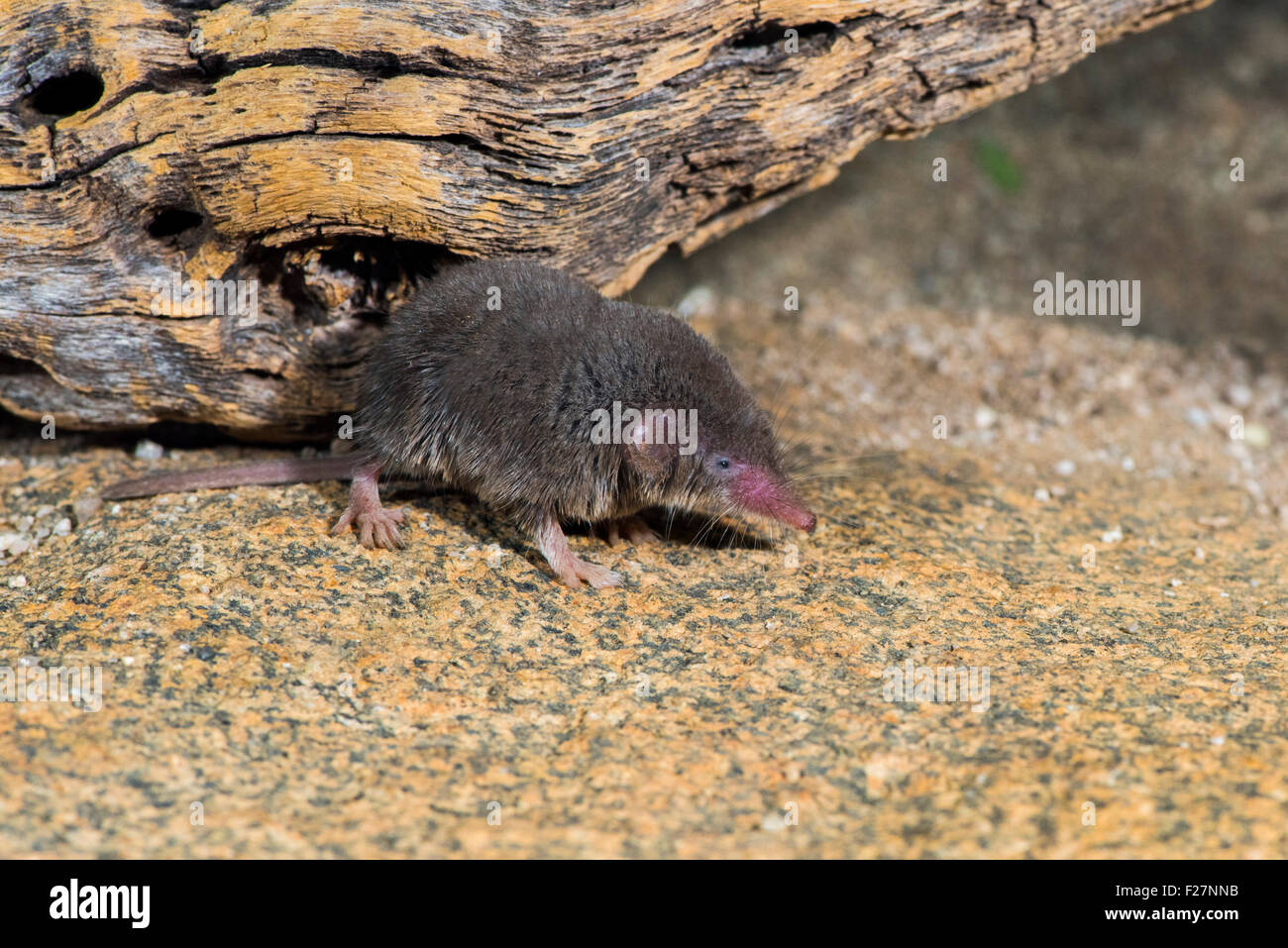 Shrew Stock Photos & Shrew Stock Images - Alamy