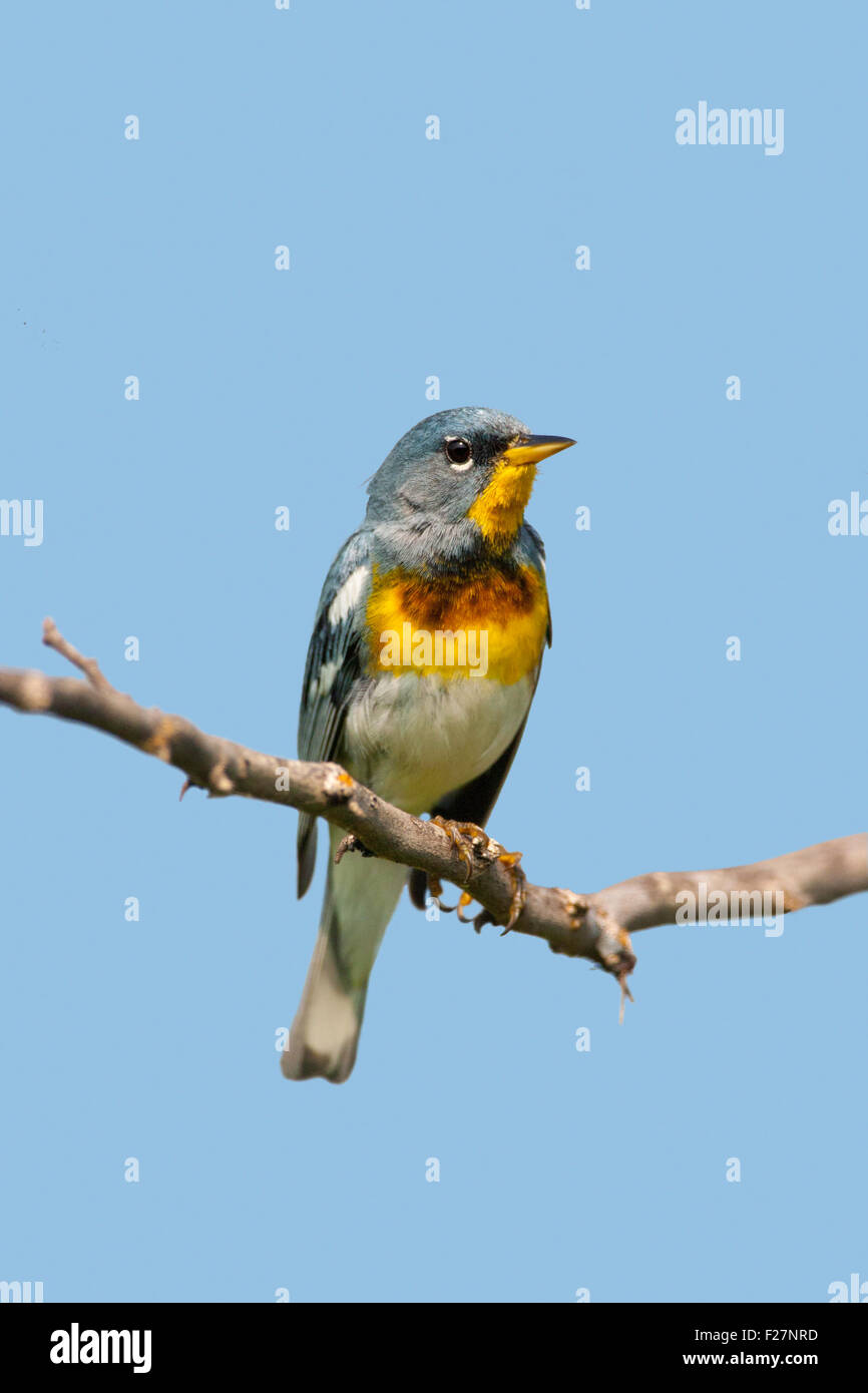 Oklahoma State Bird High Resolution Stock Photography and Images - Alamy