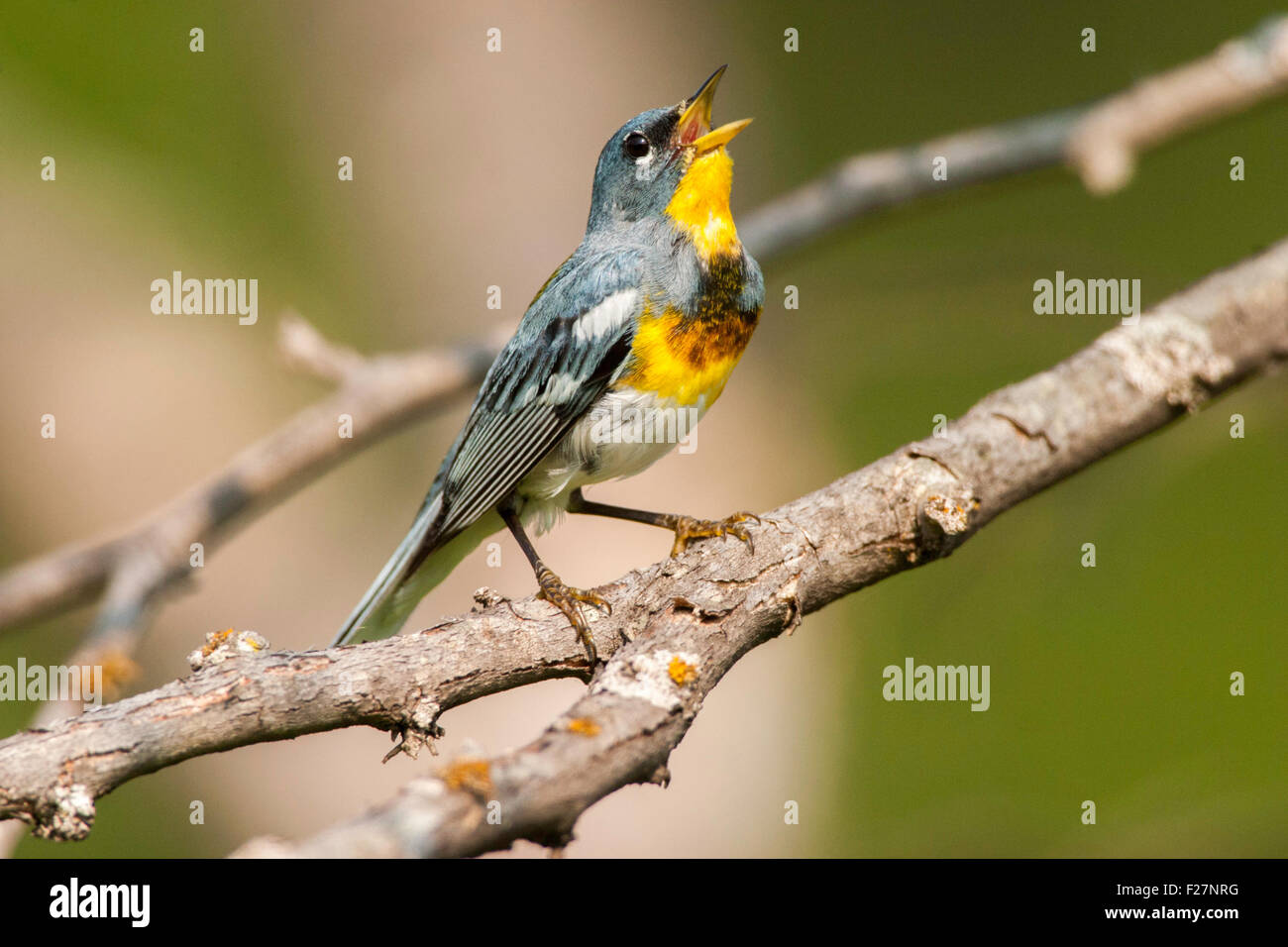 Oklahoma state bird hi-res stock photography and images - Alamy