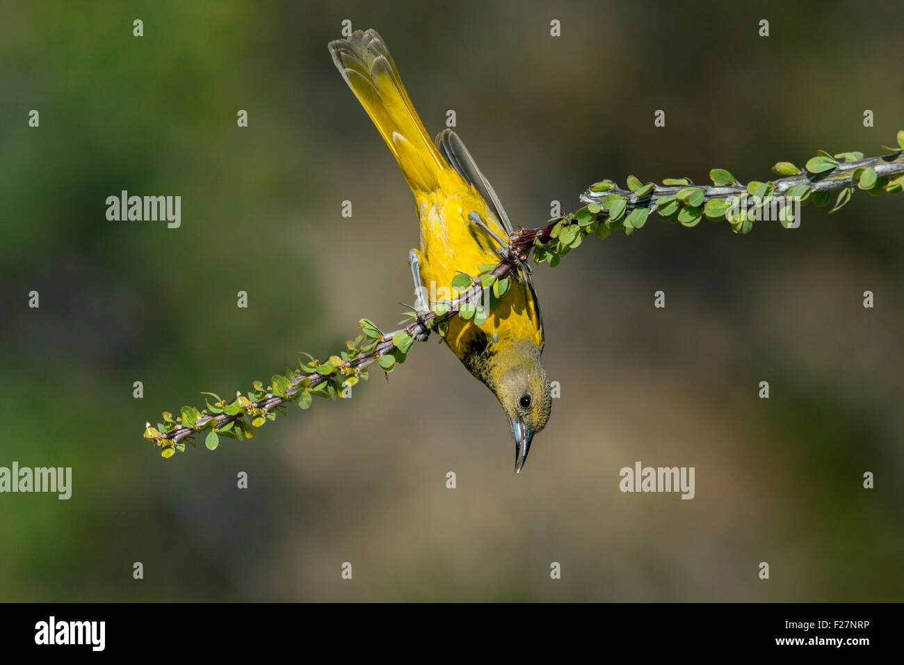 Scott's Oriole Icterus parisorum Santa Rita Mountains, Pima County ...