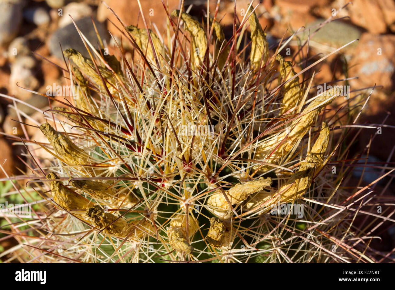 Dried cactus flowers hi-res stock photography and images - Alamy