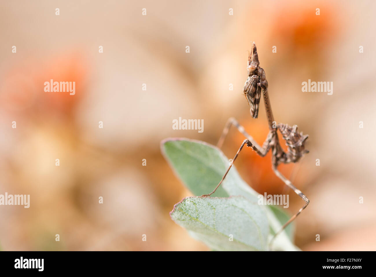 Portrait of a juvenile conehead mantis - empusa pennata Stock Photo - Alamy