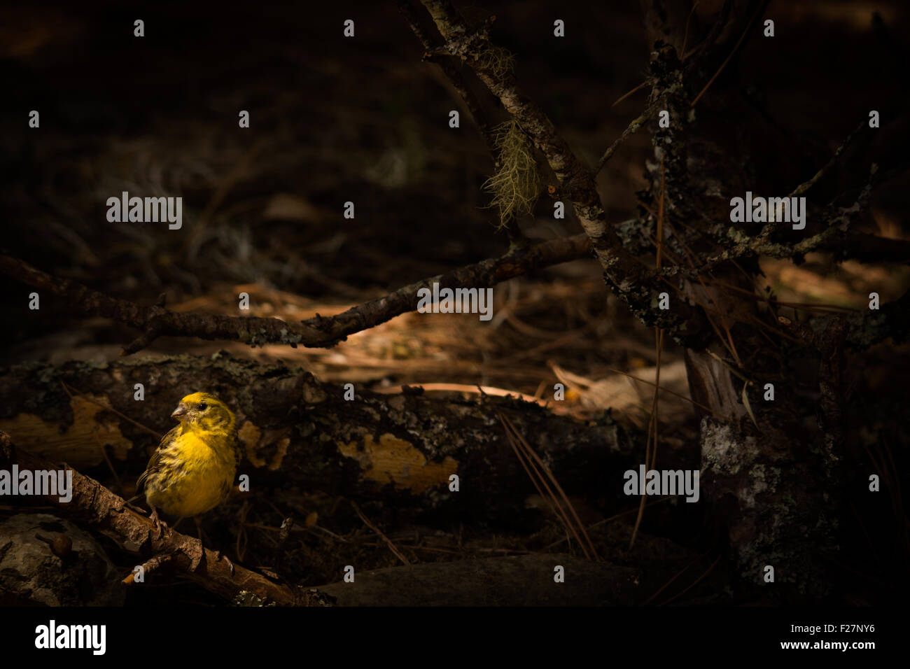 Bird serin hi-res stock photography and images - Alamy