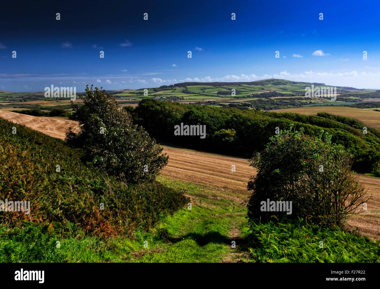 Looking south along a country path across Sheard's Copse to Compton Bay ...