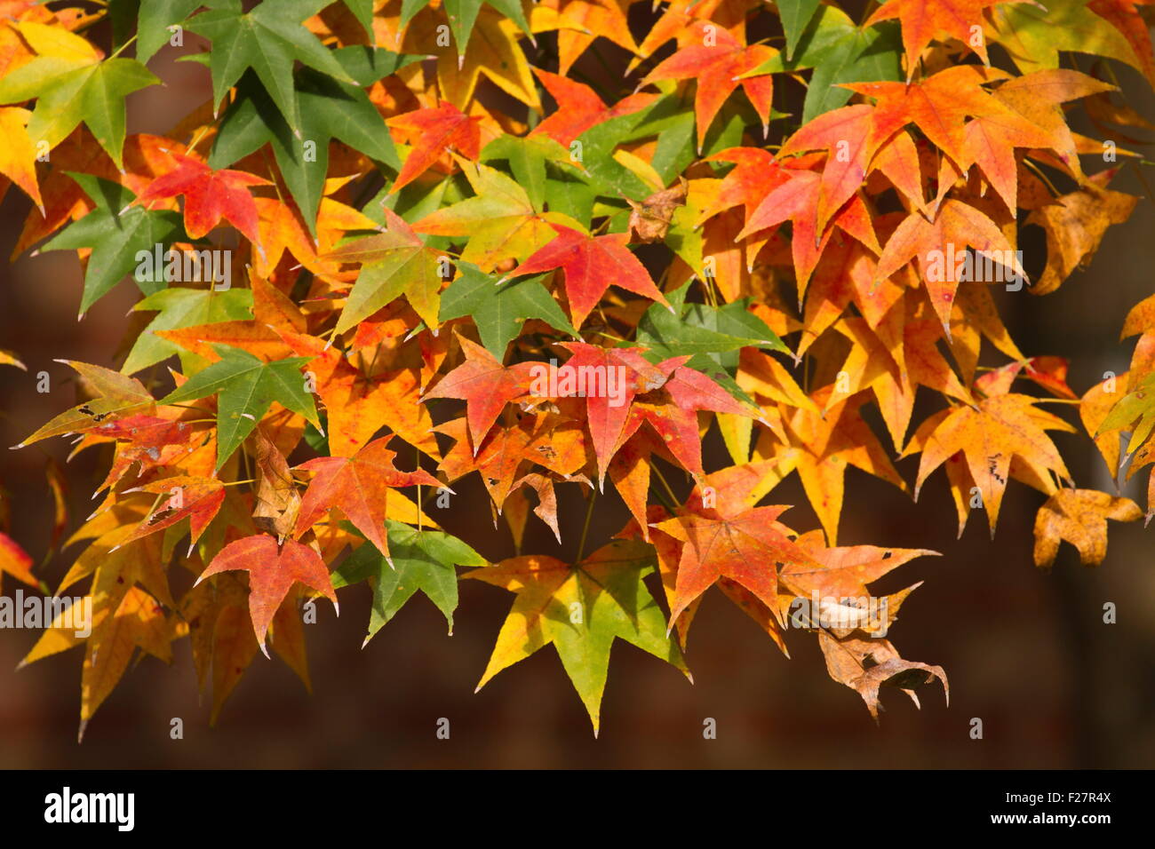 beautiful maple leaves Stock Photo - Alamy