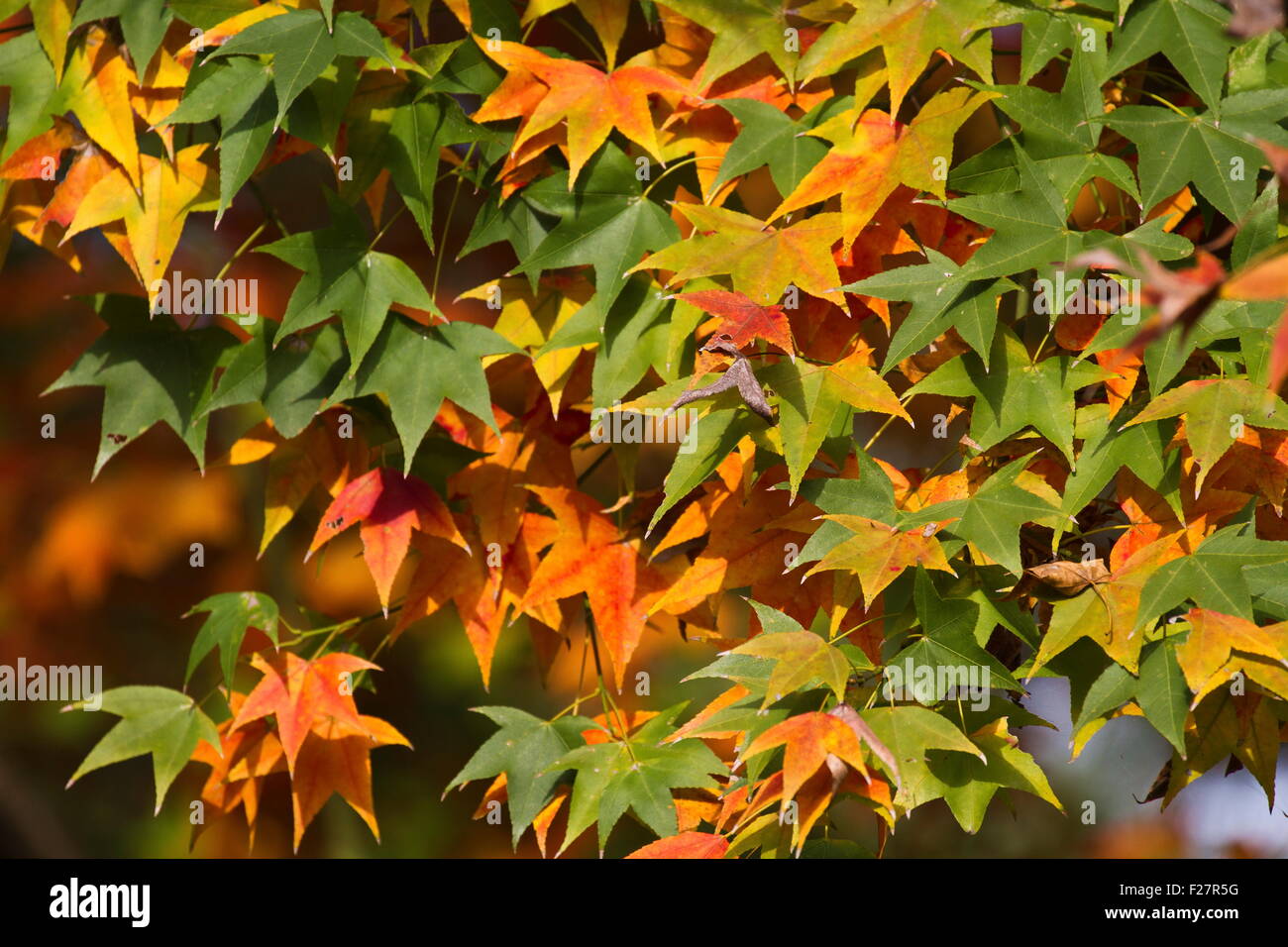 Beautiful lush golden leaves hi-res stock photography and images - Alamy