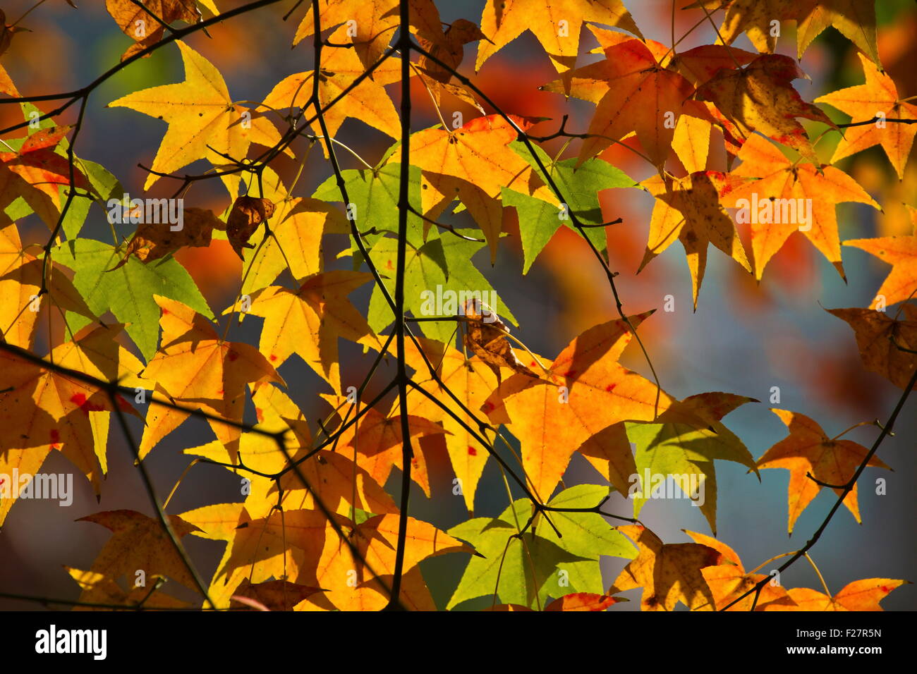 Beautiful maple hi-res stock photography and images - Alamy