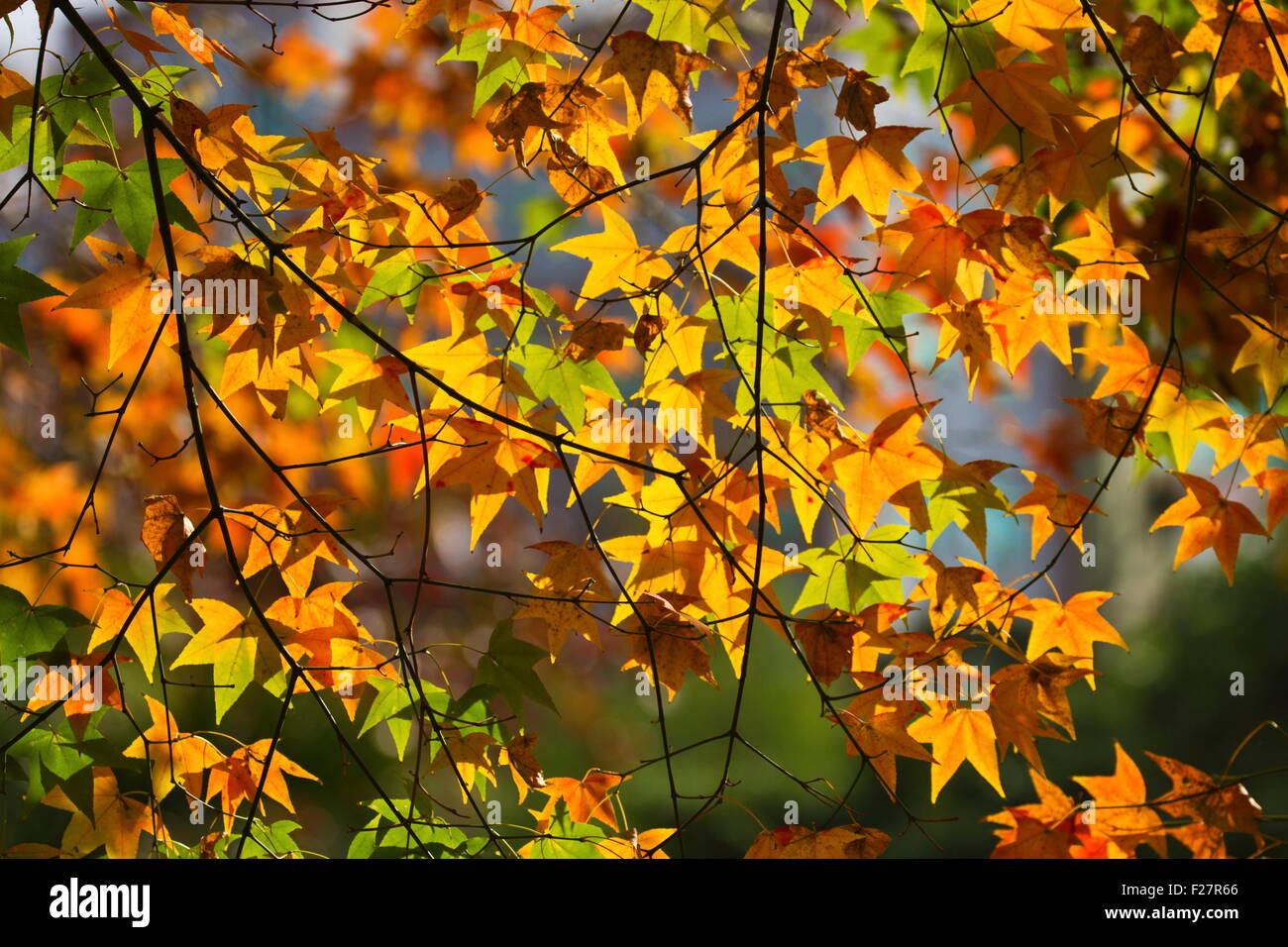 Beautiful maple hi-res stock photography and images - Alamy