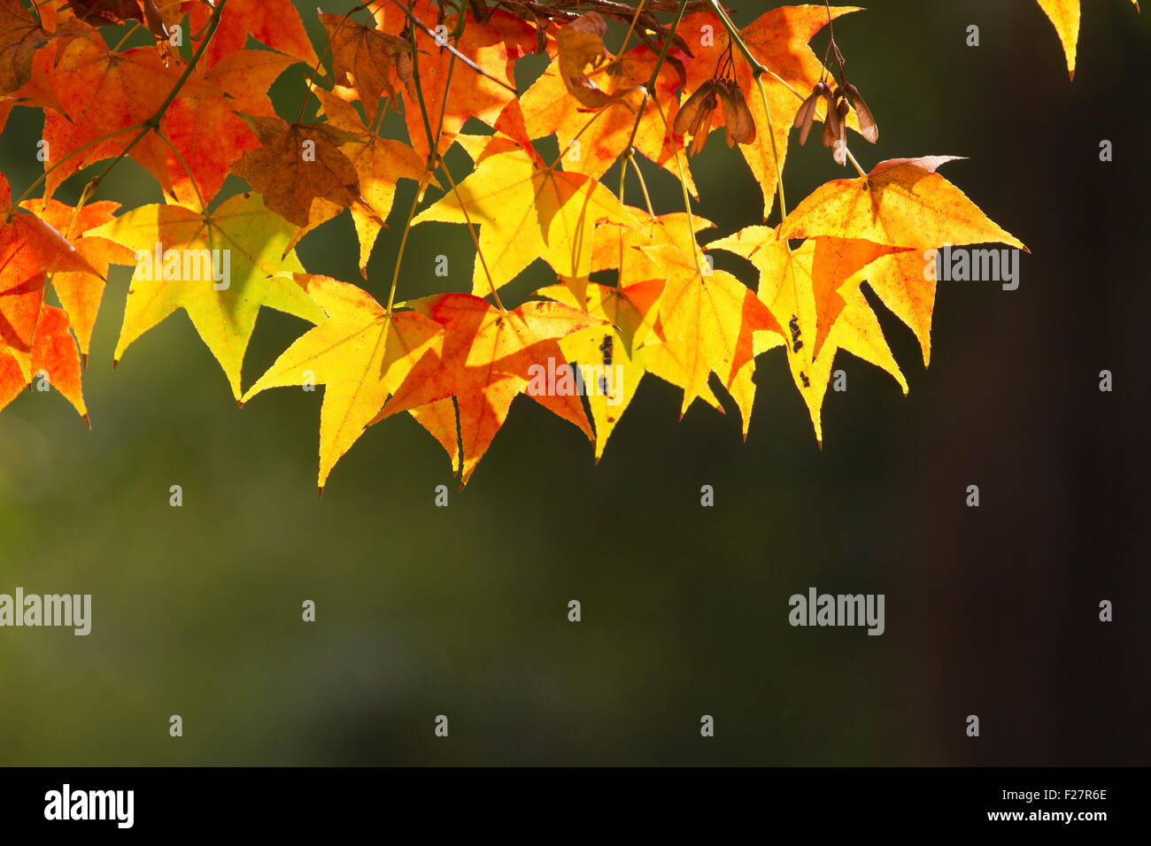 Beautiful maple hi-res stock photography and images - Alamy
