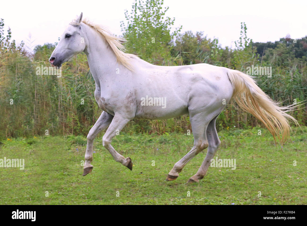 Grey arab trot hi-res stock photography and images - Alamy