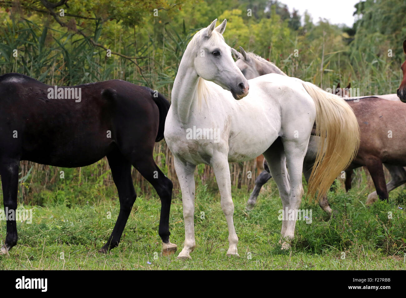 Purebred arabian mares and foals on natural environment Stock Photo - Alamy