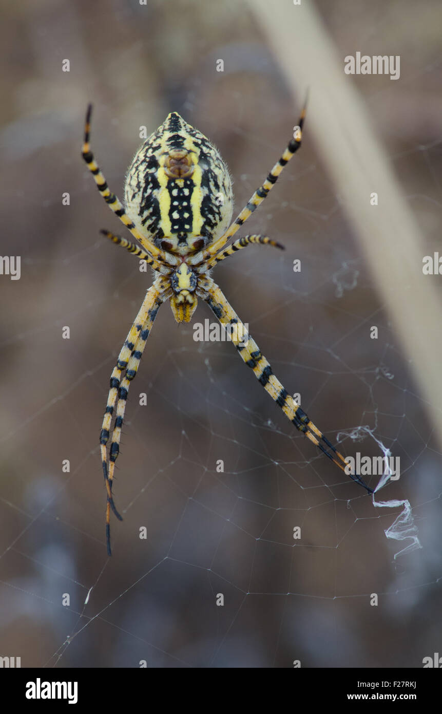 Banded Garden Spider, (Argiope trifasciata), underside of adult female ...
