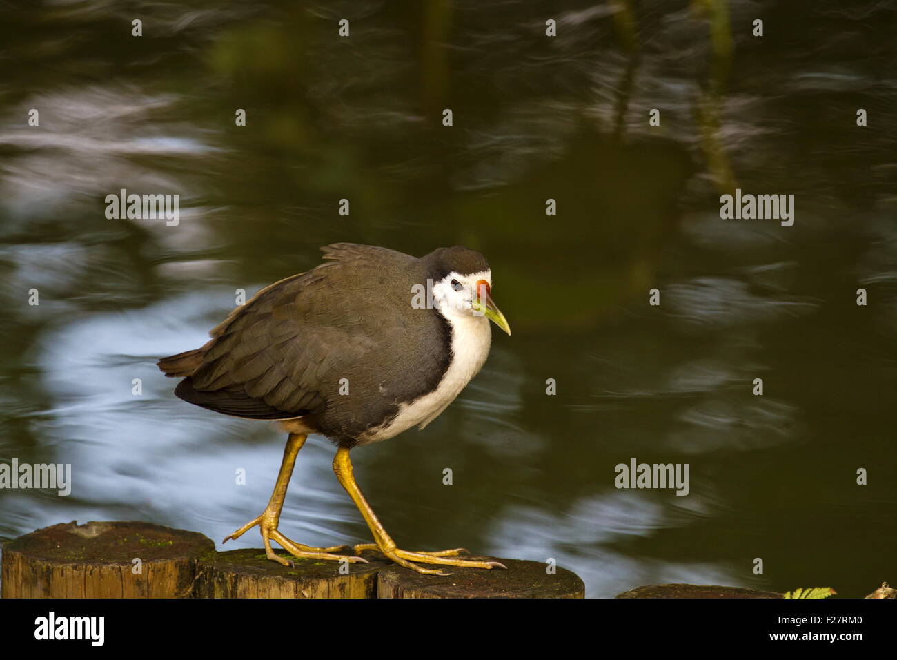 White-breasted Waterhen in natural habitat,Amaurornis phoenicurus Stock ...