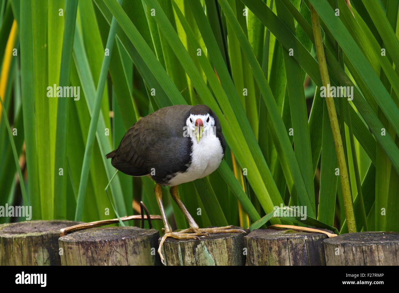 Female waterhen hi-res stock photography and images - Alamy