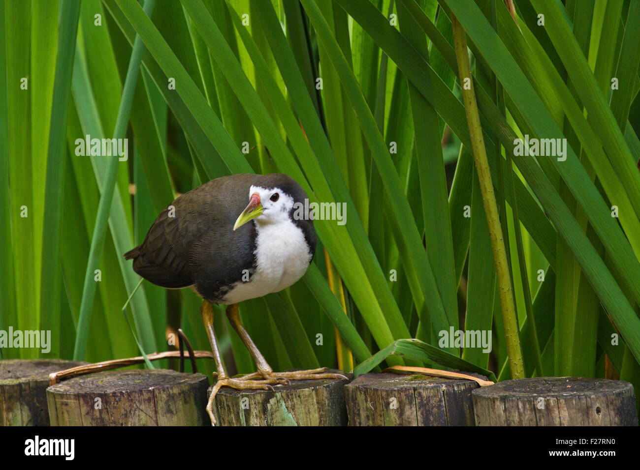 Female waterhen hi-res stock photography and images - Alamy