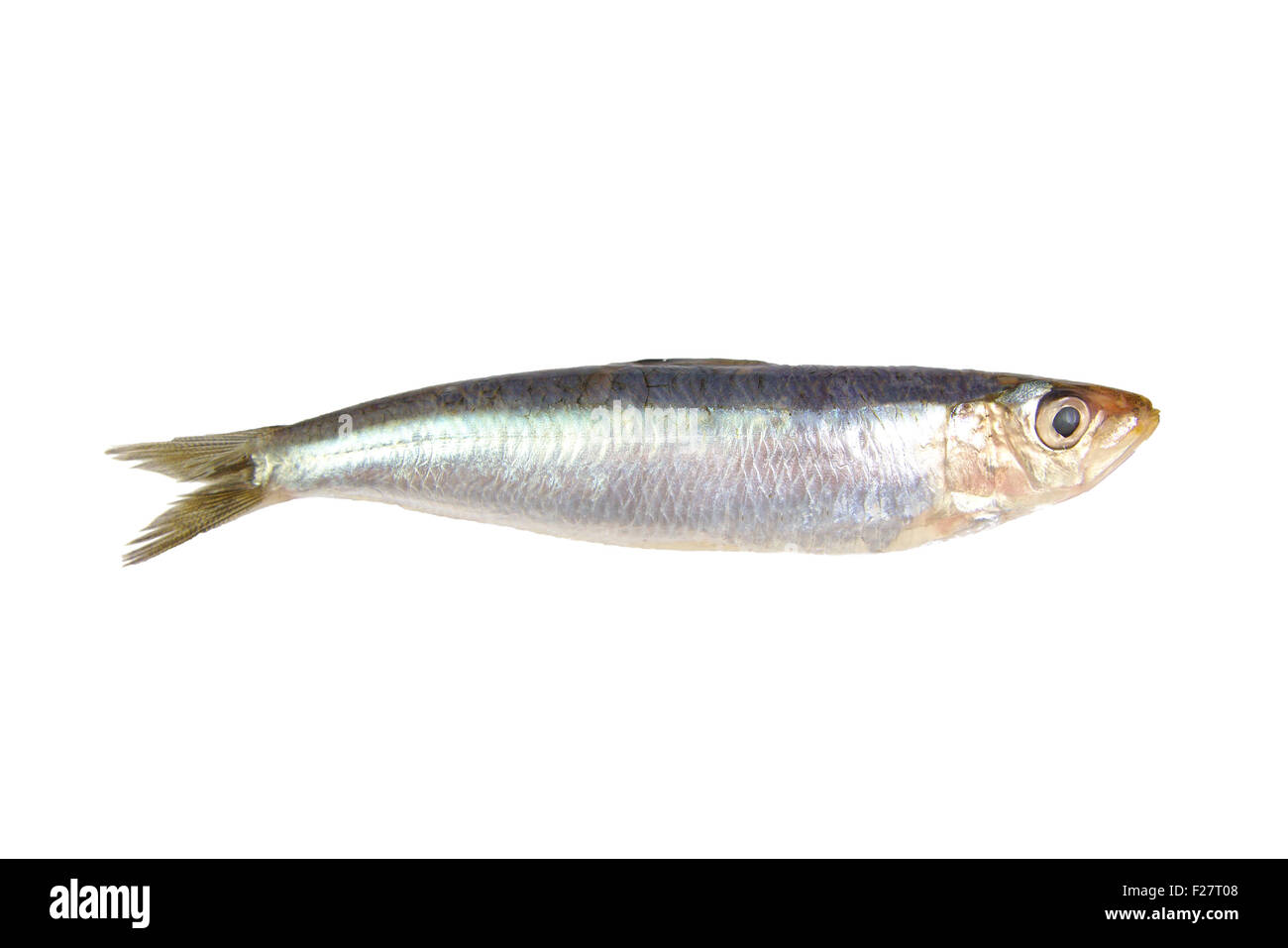 Fresh raw sardine isolated on white background Stock Photo - Alamy