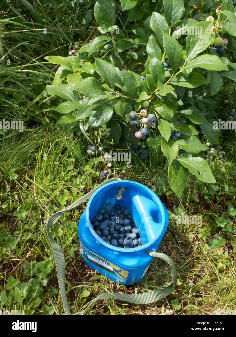 Berry bucket (that hangs around neck for 2 handed picking) rests on the ...
