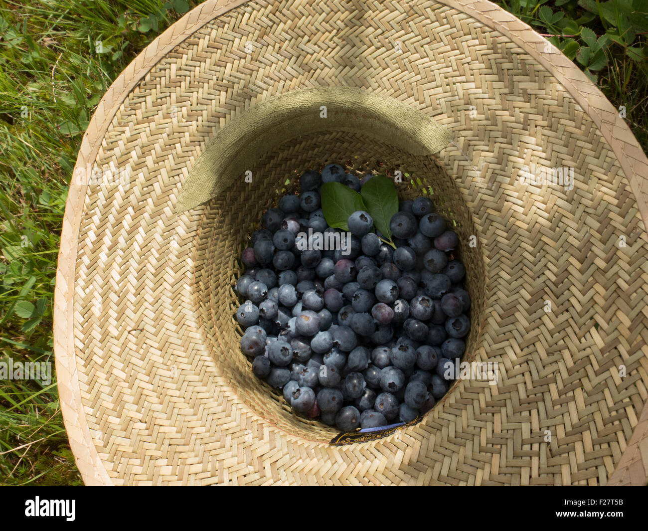 Blueberries picker hi-res stock photography and images - Alamy